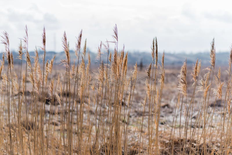 Cane in the Foreground of the Field, Natural Environment. Stock Photo ...