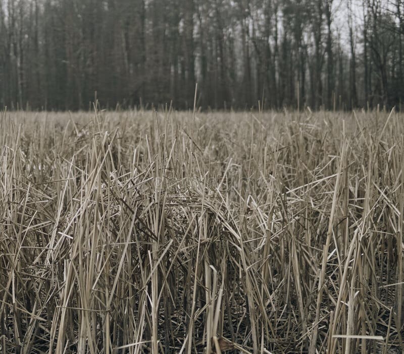 Cane in front of forest stock image. Image of view, cane - 140828797