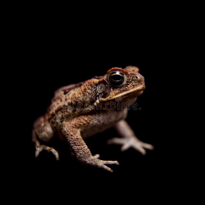 Toad with Black Background stock image. Image of abstract - 65794989