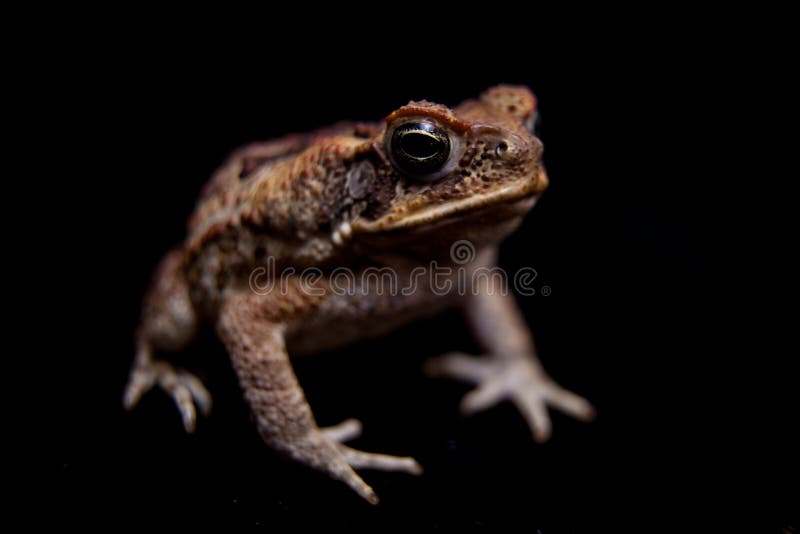 Toad With Black Background stock image. Image of abstract - 65794989