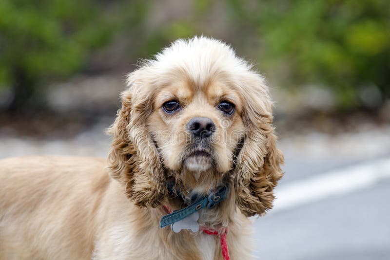 Cane Governato Di Cocker Spaniel Con Il Collare Blu E L'etichetta ...