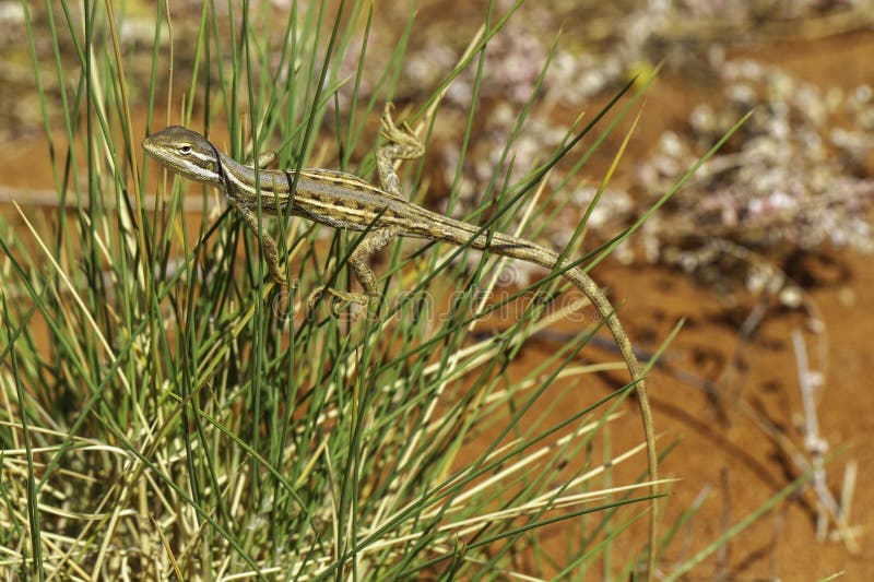 Cane Grass Dragon stock photo. Image of queensland, australia - 335166126