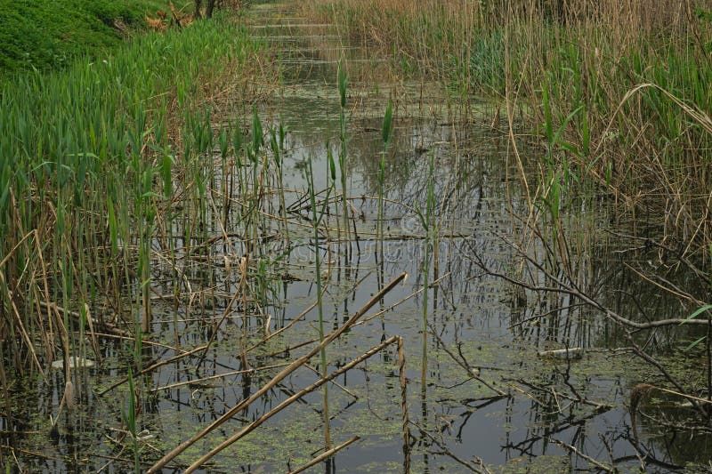 Cane Grows in the Swamp during Spring Time Stock Photo - Image of color ...