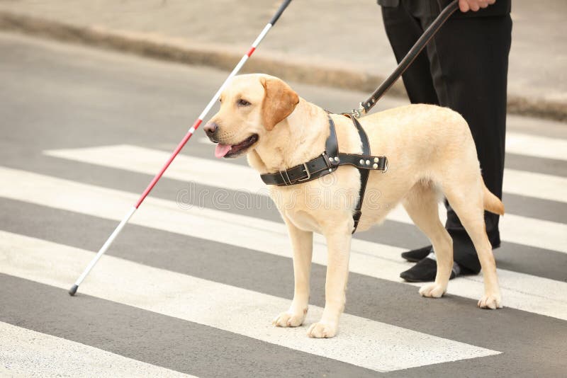 Cane Guida Che Aiuta Uomo Cieco Immagine Stock - Immagine di helping ...