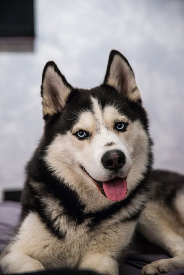 Cane husky piacevole fotografia stock. Immagine di corteo - 68805966