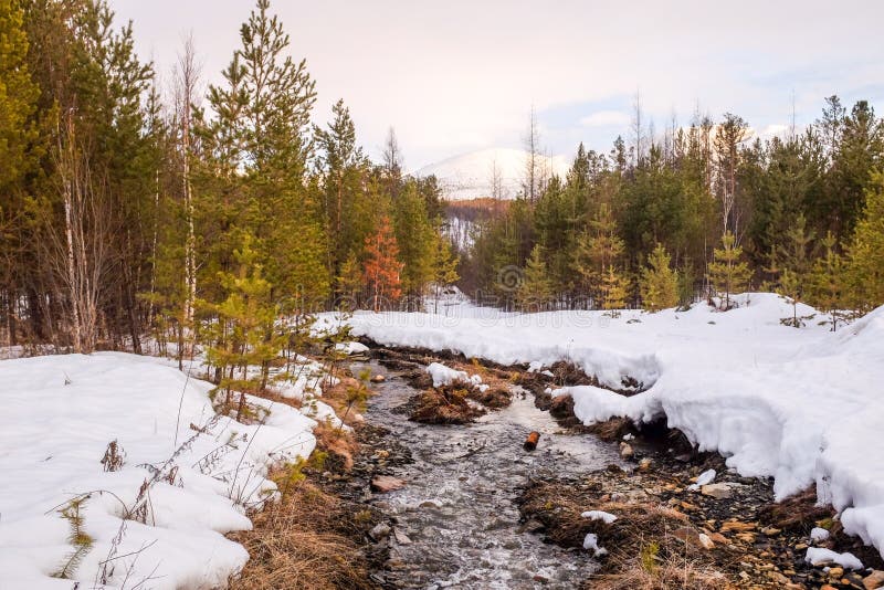 Cane in Ice and Snow on the Mountain River Stock Photo - Image of ...