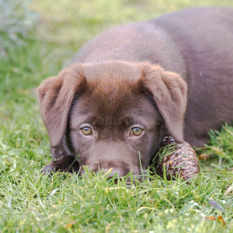 Cioccolato Labrador Nel Giardino Immagine Stock - Immagine di brown ...