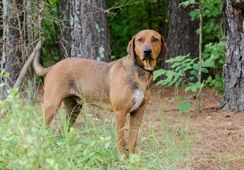 Cane Misto Della Razza Del Coonhound Rosso Immagine Stock - Immagine di ...