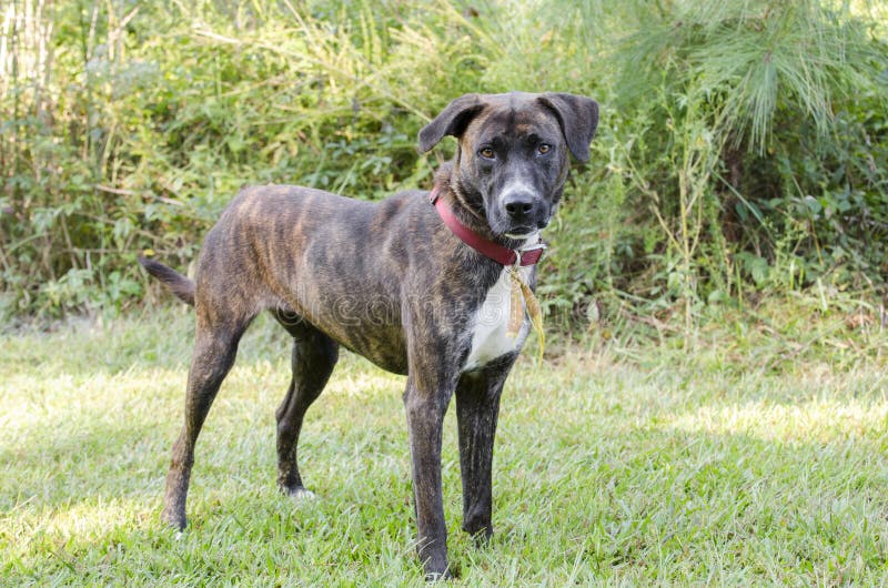 Cane Misto Della Razza Del Mastino Striato Immagine Stock - Immagine di ...