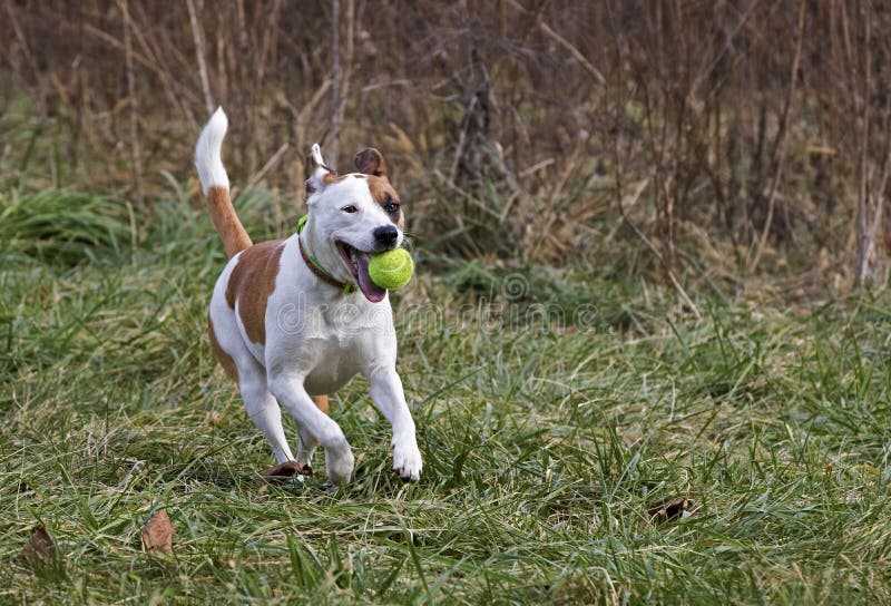 Cane Misto Della Razza Di Labrador Retriever Del Pugile Immagine Stock ...