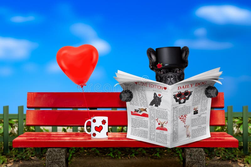 Cane Nell'amore Che Si Siede Su Un Banco Fotografia Stock - Immagine di ...