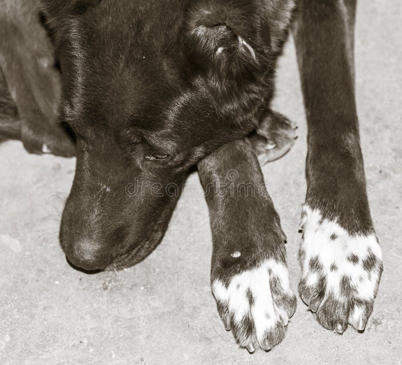 Cane nero immagine stock. Immagine di rustico, riposarsi - 106830893