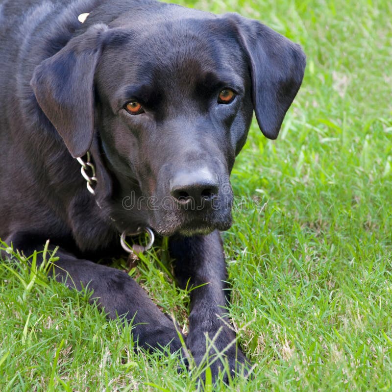 Cane nero immagine stock. Immagine di selettivo, aperto - 13782287