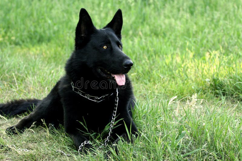 Cane nero fotografia stock. Immagine di bello, esterno - 2425504