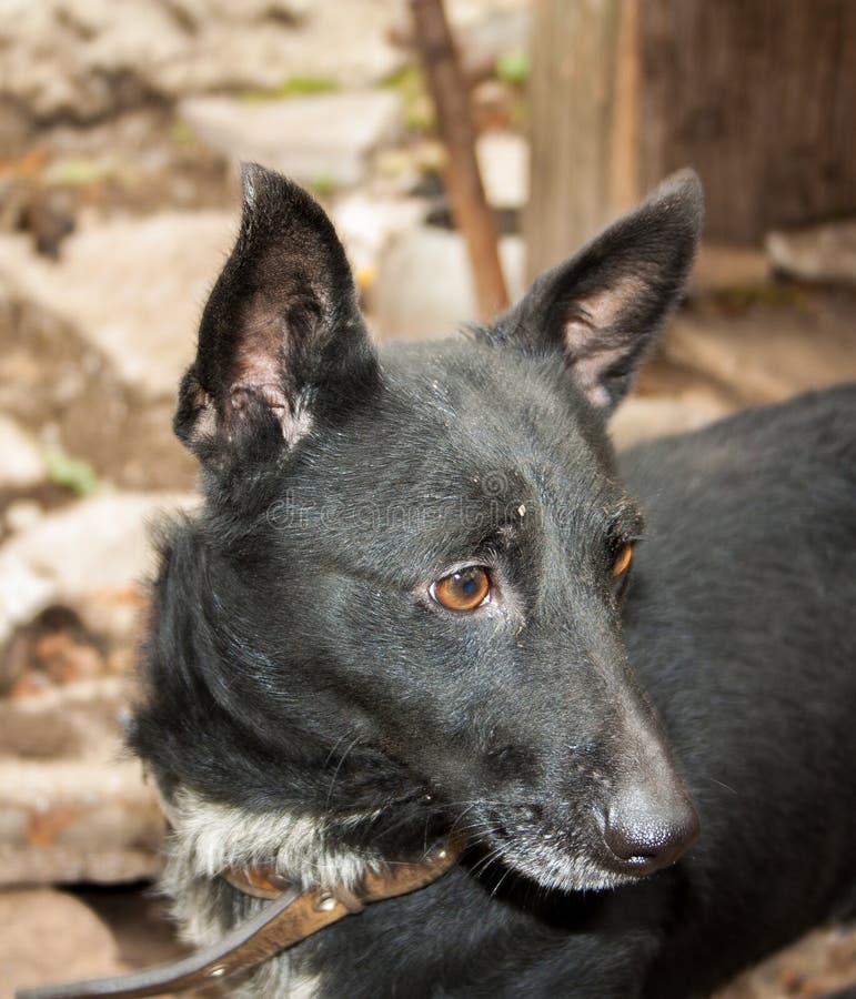 Cane nero fotografia stock. Immagine di orecchi, closeup - 46749486