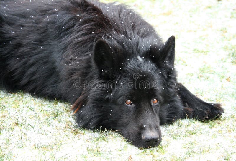 Cane nero immagine stock. Immagine di nero, nevicata, nevicare - 7743629