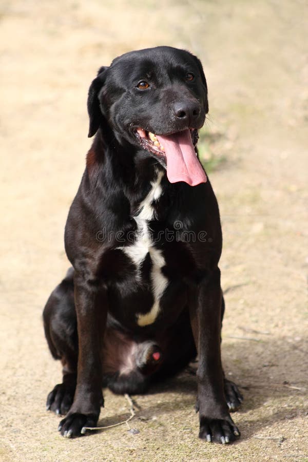 Cane nero immagine stock. Immagine di amichevole, capelli - 8484621