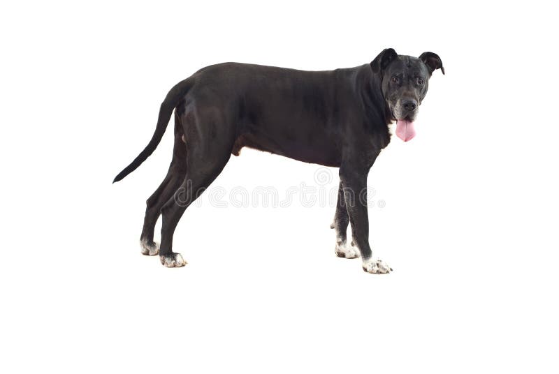 Cane Nero Del Grande Danese Fotografia Stock - Immagine di canino ...
