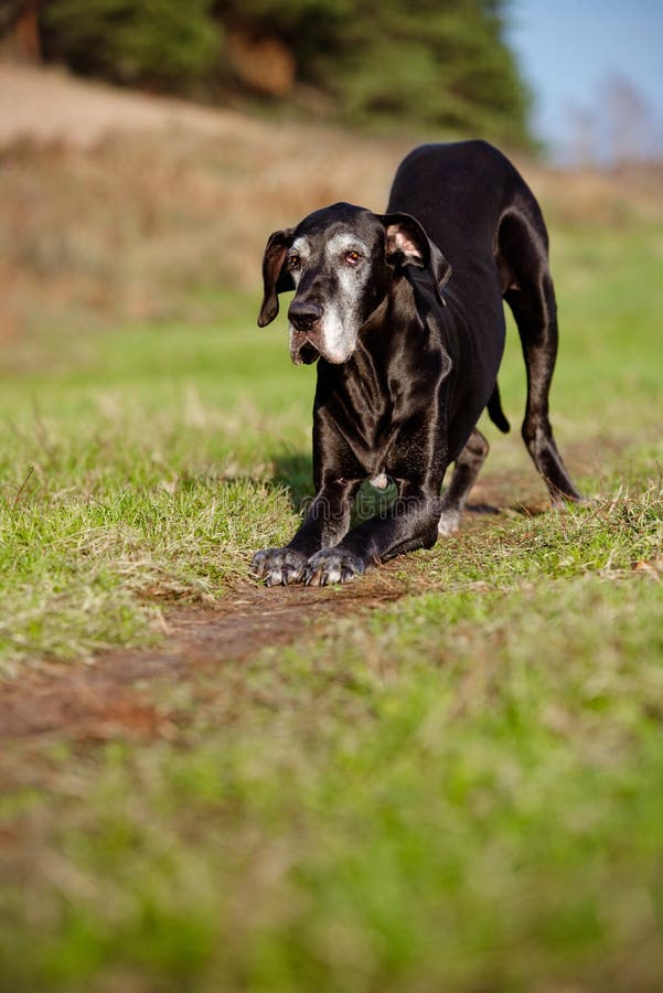 Cane Nero Di Great Dane Che Corre All'aperto Fotografia Stock ...