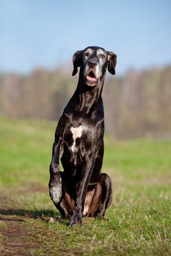 Cane Nero Di Great Dane Che Corre All'aperto Fotografia Stock ...