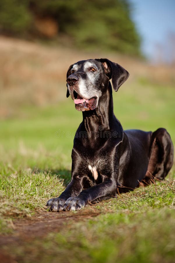 Cane Nero Di Great Dane Che Corre All'aperto Fotografia Stock ...