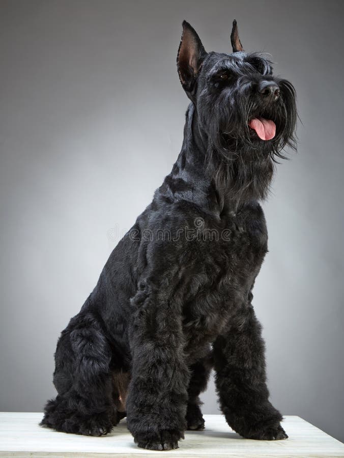 Cane Nero Dello Schnauzer Gigante Fotografia Stock - Immagine di grigio ...
