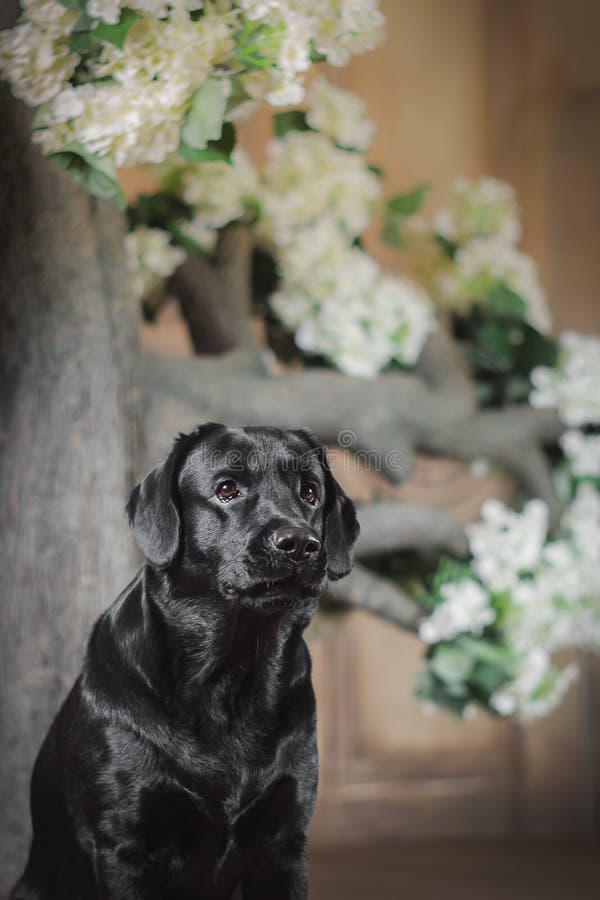 Cane Nero Di Labrador Con Il Fiore Fotografia Stock - Immagine di ...