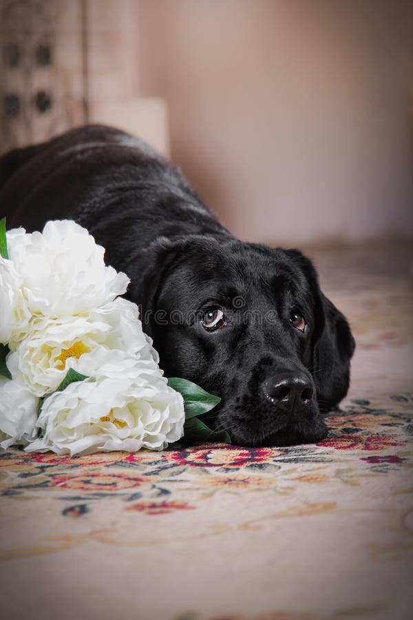 Cane Nero Di Labrador Con Il Fiore Fotografia Stock - Immagine di ...