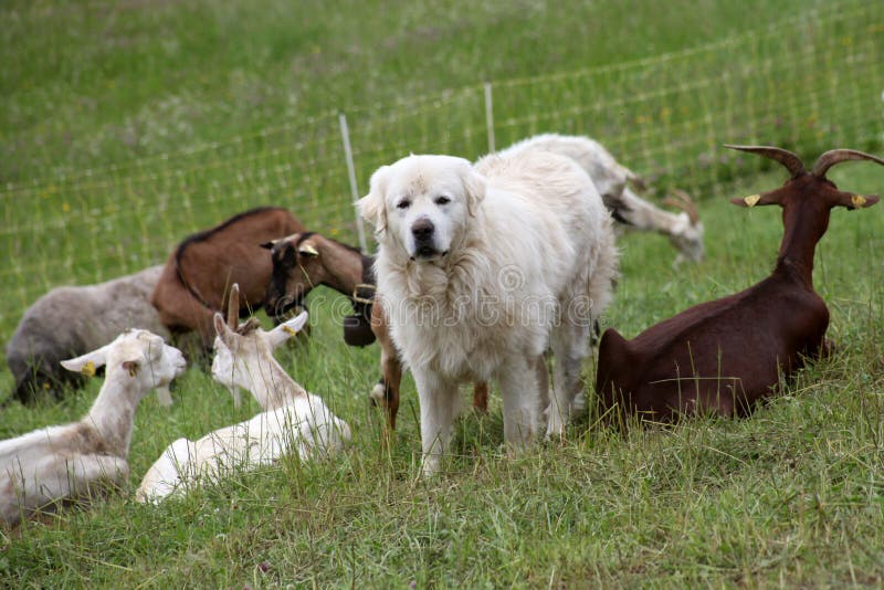 Cane Pastore E Gregge Delle Capre Fotografia Stock - Immagine di attesa ...