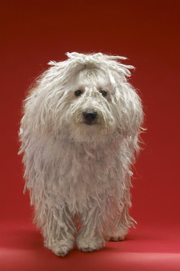 Cane pastore ungherese fotografia stock. Immagine di studio - 33910700