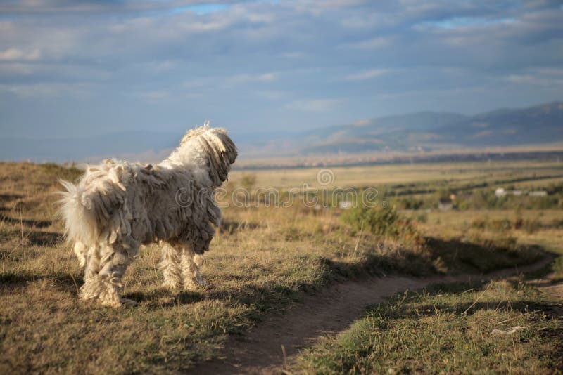 CANE PASTORE UNGHERESE ANTICO - KOMONDOR Immagine Stock - Immagine di ...