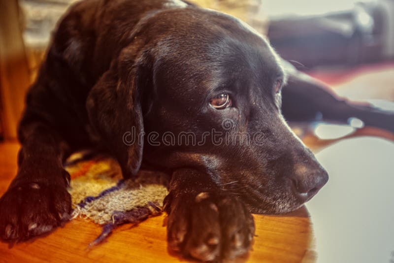 Cane pazzo fotografia stock. Immagine di documentalista - 56364898