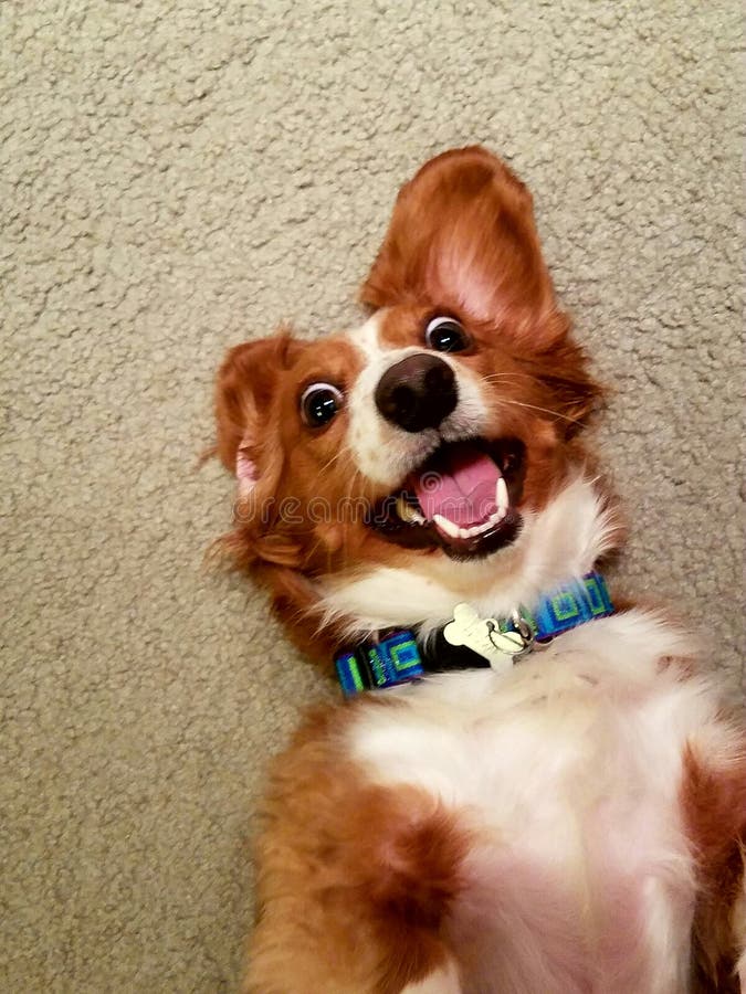 Godmorning, Cane Pazzo Qui! Sorriso, Prego: Immagine Stock - Immagine ...