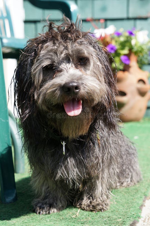 immagini di riserva di Piccolo Cane Peloso - la sovranità di download ...