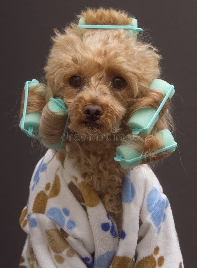 Cane riccio immagine stock. Immagine di furia, estetiche - 19761793