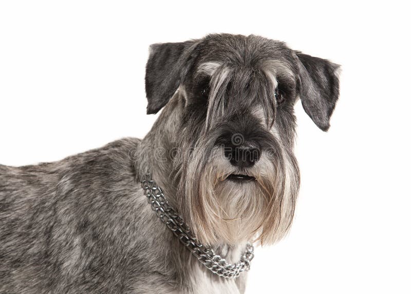 Cane Schnauzer Miniatura Su Fondo Bianco Fotografia Stock - Immagine di ...