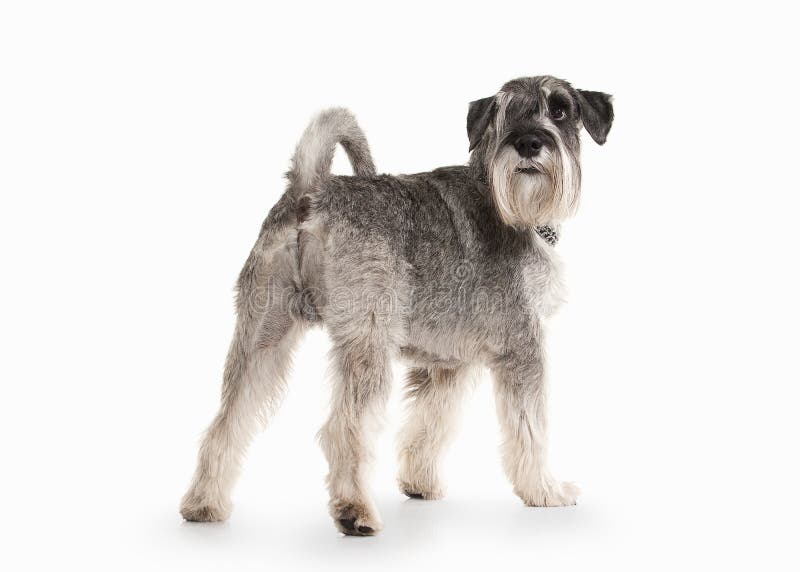 Cane Schnauzer Miniatura Su Fondo Bianco Fotografia Stock - Immagine di ...