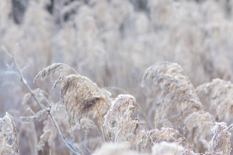 Cane snow Frost day stock image. Image of hoarfrost - 118725923