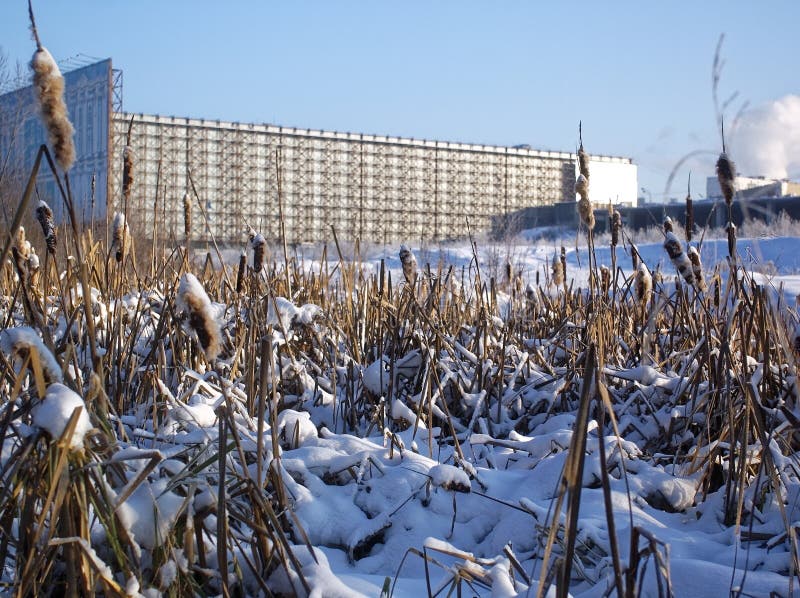 Cane in the Snow on the Winter Pond Stock Image - Image of holly ...