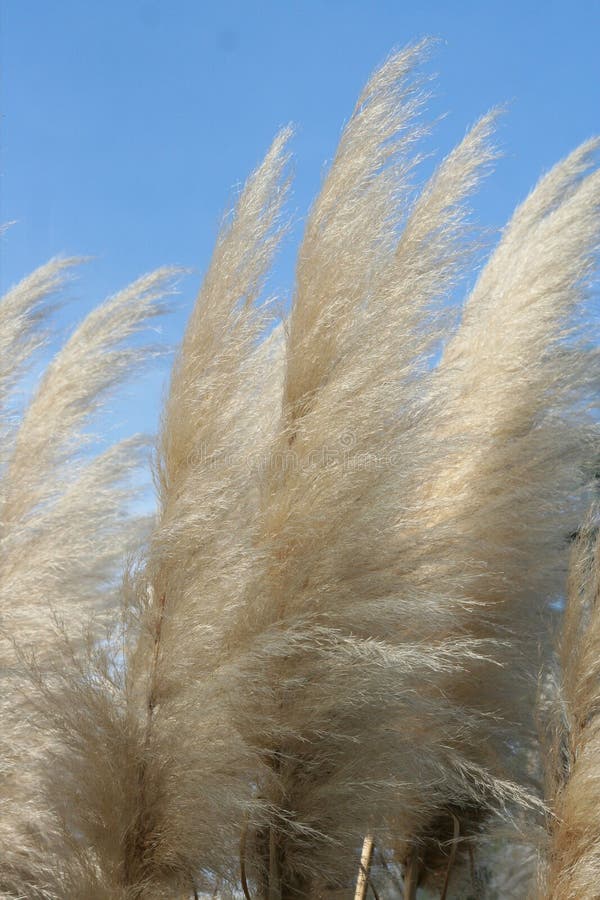 Cane stock photo. Image of water, cane, plants, lakeside - 68562086