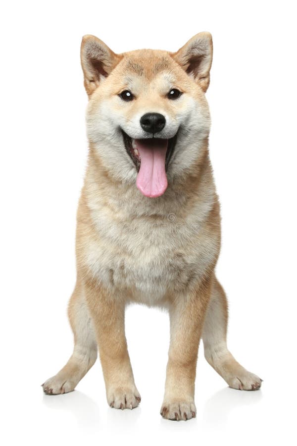Cane Sorridente Di Inu Di Shiba Immagine Stock - Immagine di furry ...