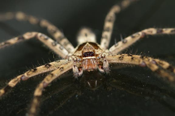 Cane Spider stock photo. Image of wild, spot, black, insect - 21145936
