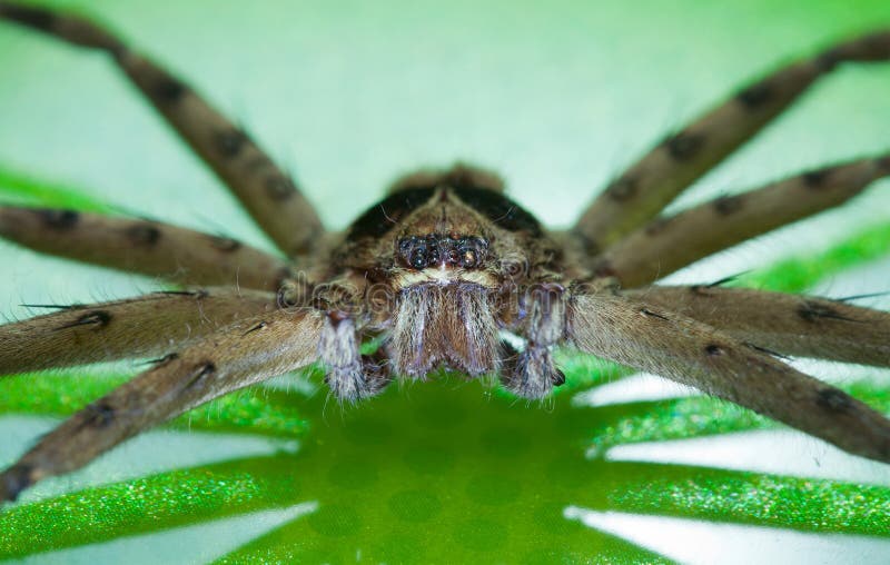 Cane Spider stock photo. Image of wild, spot, black, insect - 21145936