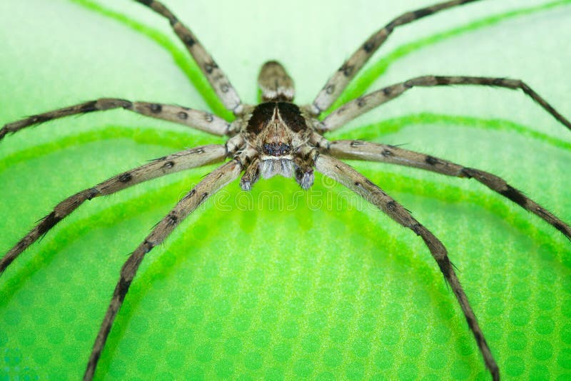 Cane Spider stock photo. Image of fauna, close, studio - 26447114