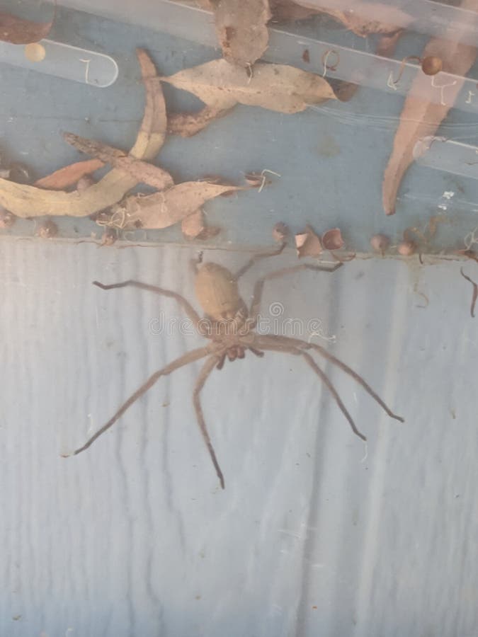 Cane Spider O& X27; Hawaii Stock Image - Image of hawaii, spider: 149171205