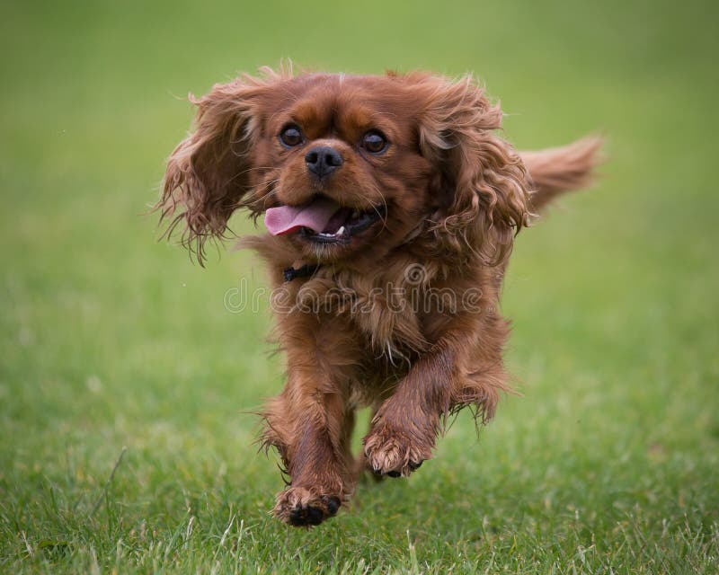 Cane Cavalier King Charles Spaniel Immagine Stock - Immagine di verde ...