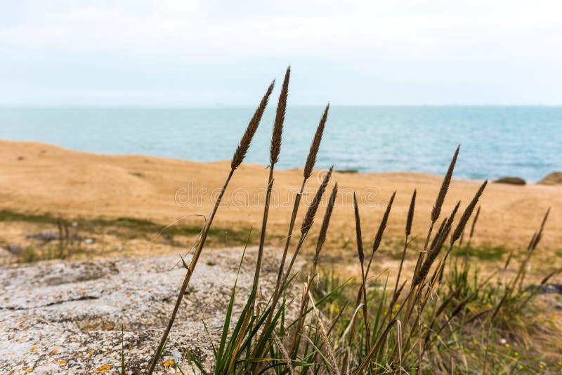 Cane stalks by sea stock image. Image of produce, rocks - 68989527