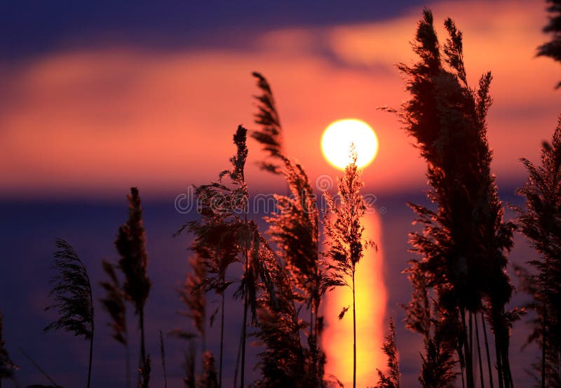 Cane on sunset stock image. Image of landscape, horizon - 216039223