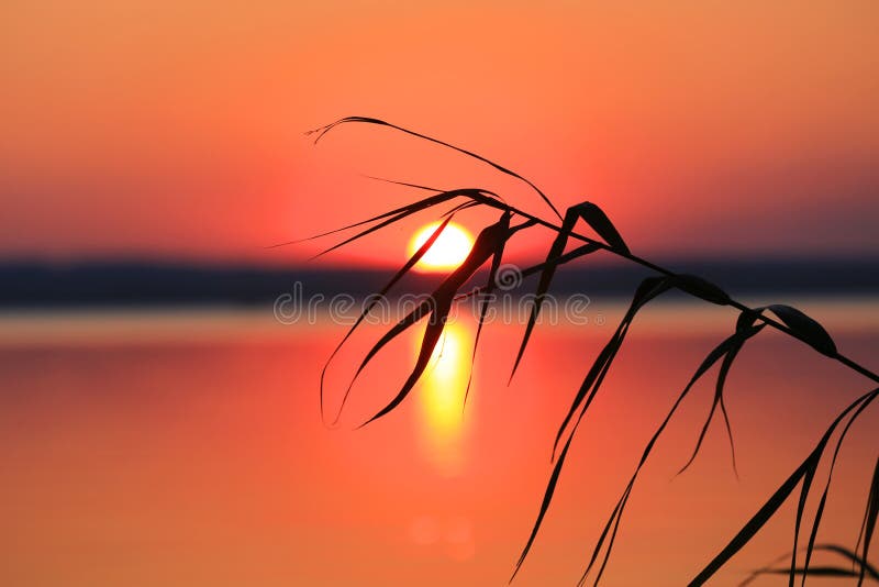 Cane on sunset stock image. Image of reed, reflection - 45314451