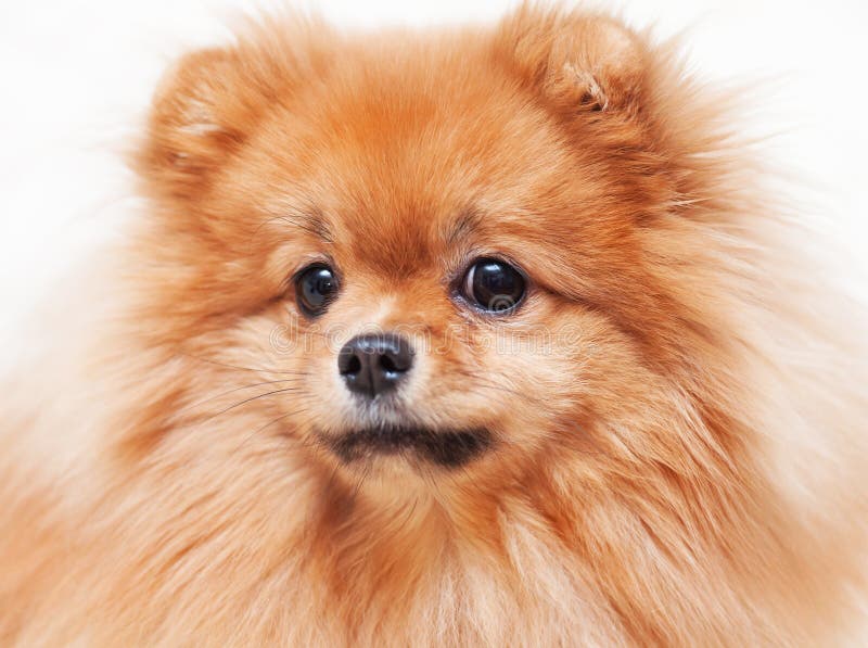 Ritratto Di Un Cucciolo Del Spitz-cane Di Pomeranian Immagine Stock ...